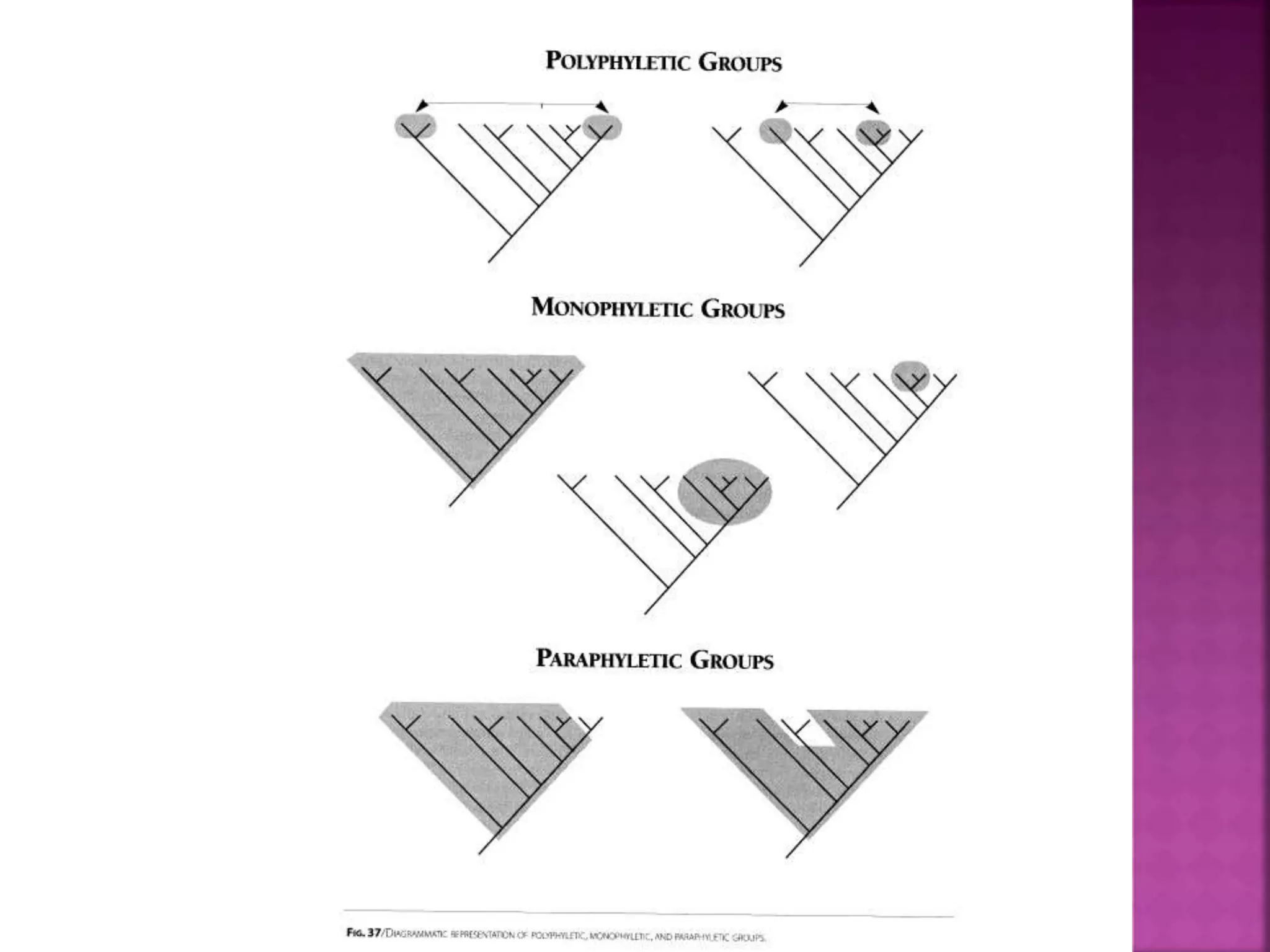 Principles of taxonomy | PPTX