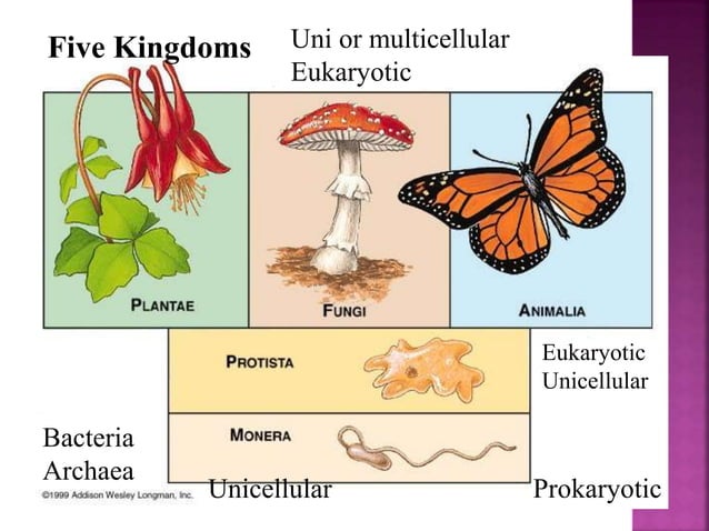 Principles of taxonomy | PPTX | Biological Sciences | Science