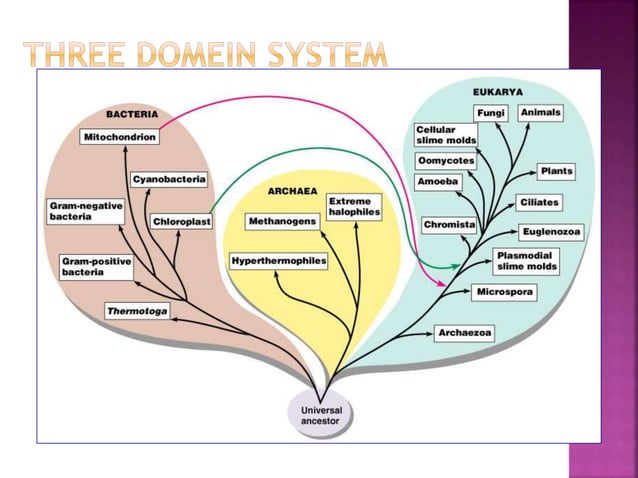 Principles of taxonomy | PPTX | Biological Sciences | Science