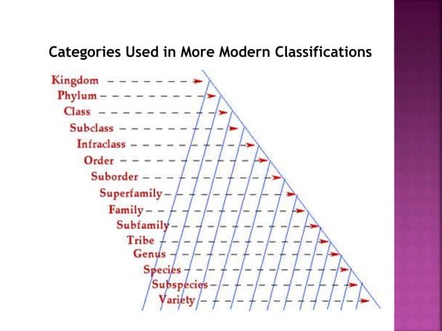 Principles of taxonomy | PPTX | Biological Sciences | Science
