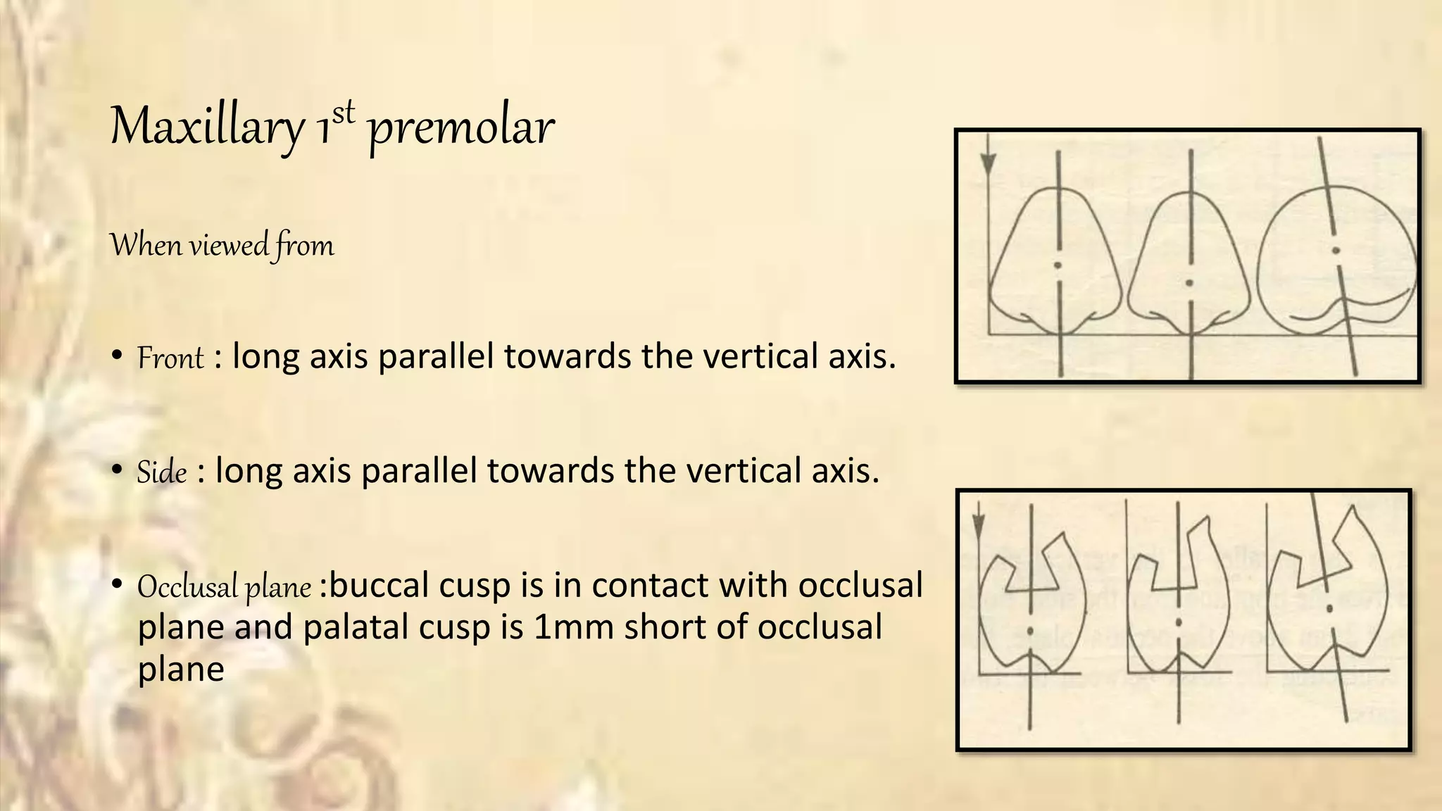 Principles of teeth arrangement and compensatory curves | PPTX