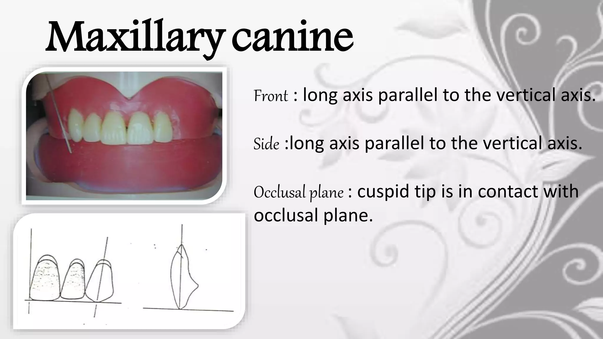 Principles of teeth arrangement and compensatory curves | PPTX