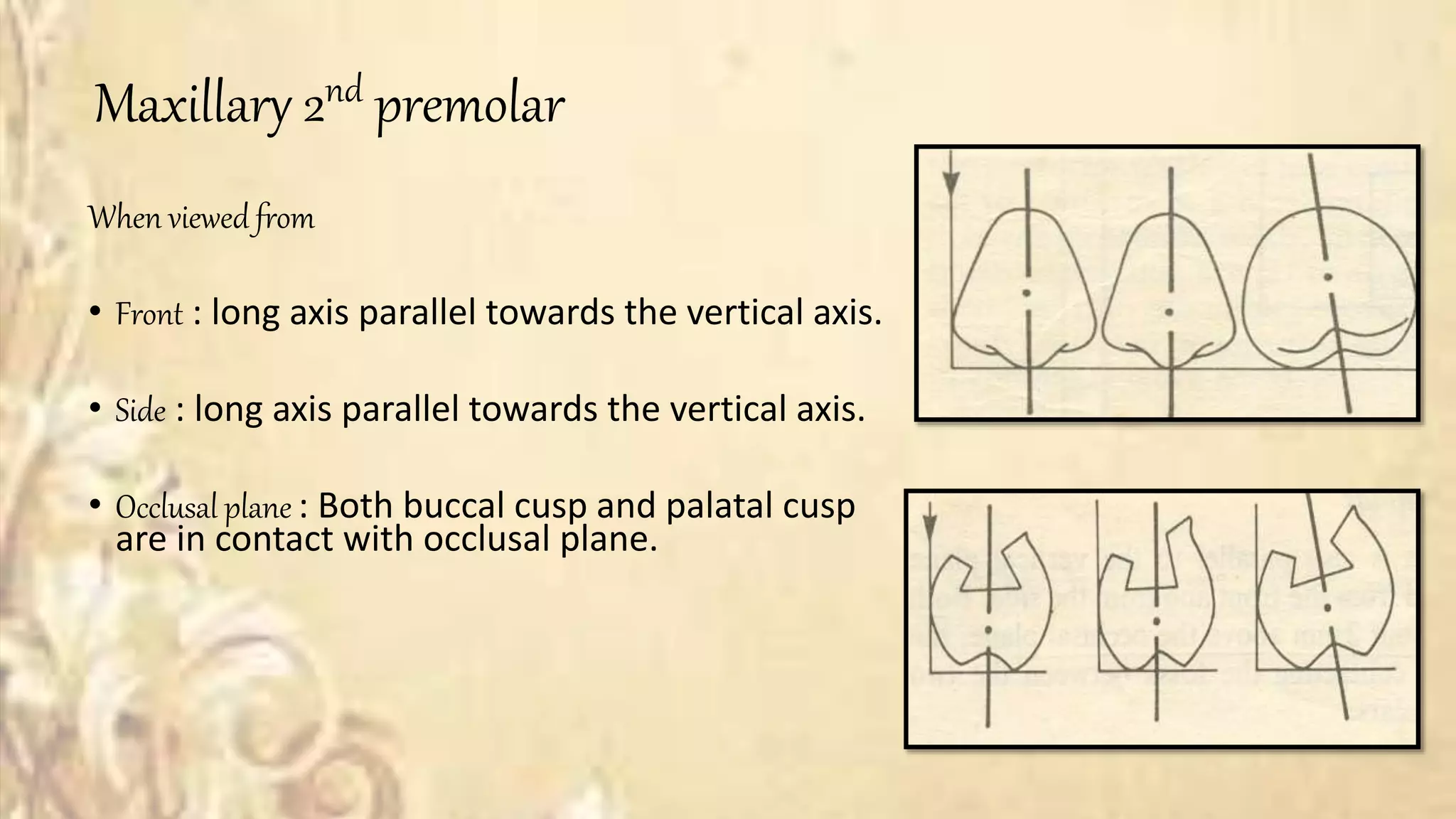 Principles of teeth arrangement and compensatory curves | PPTX