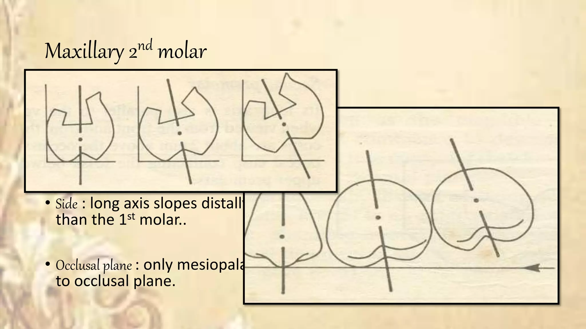 Principles of teeth arrangement and compensatory curves | PPTX
