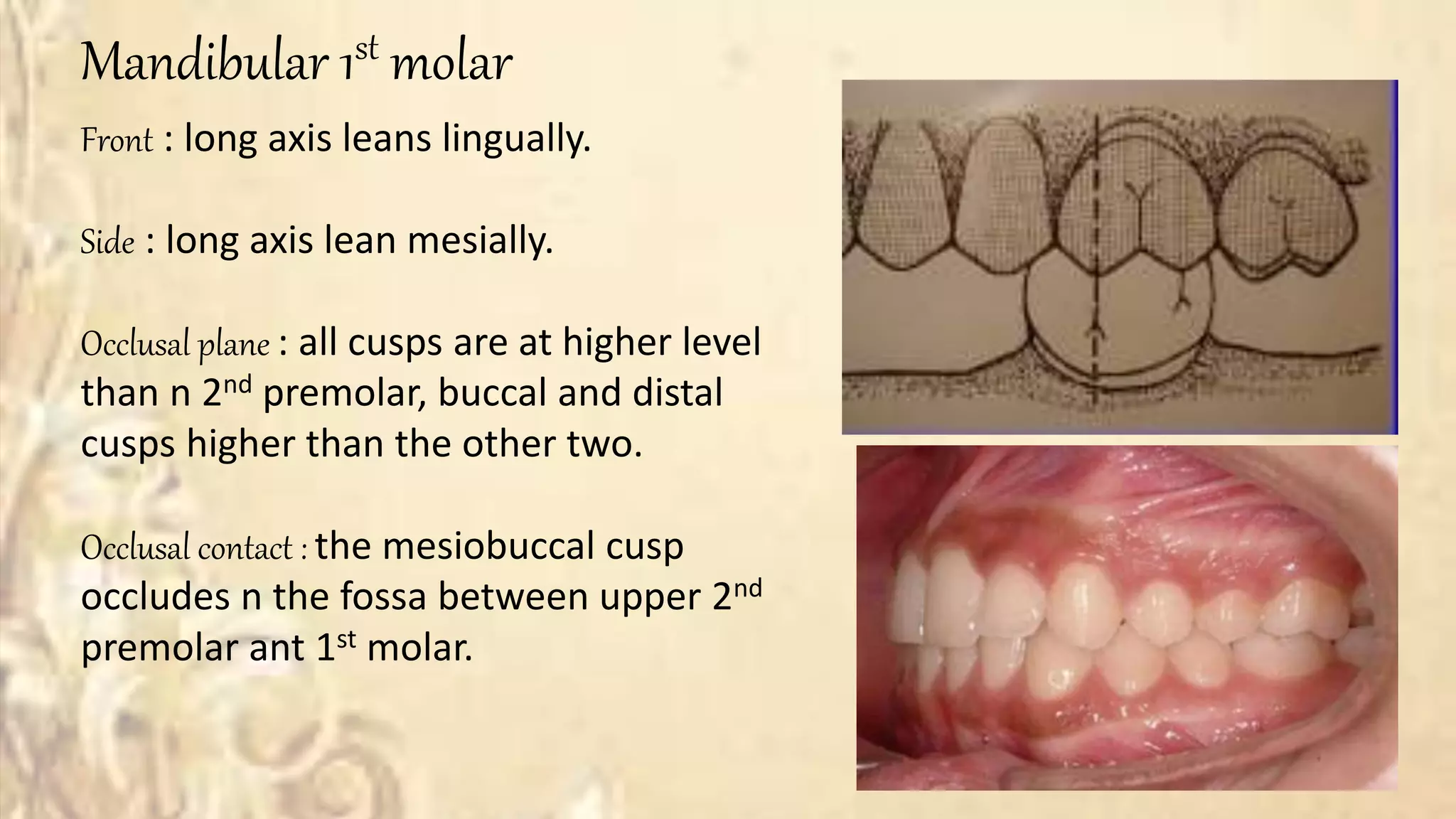 Principles of teeth arrangement and compensatory curves | PPTX