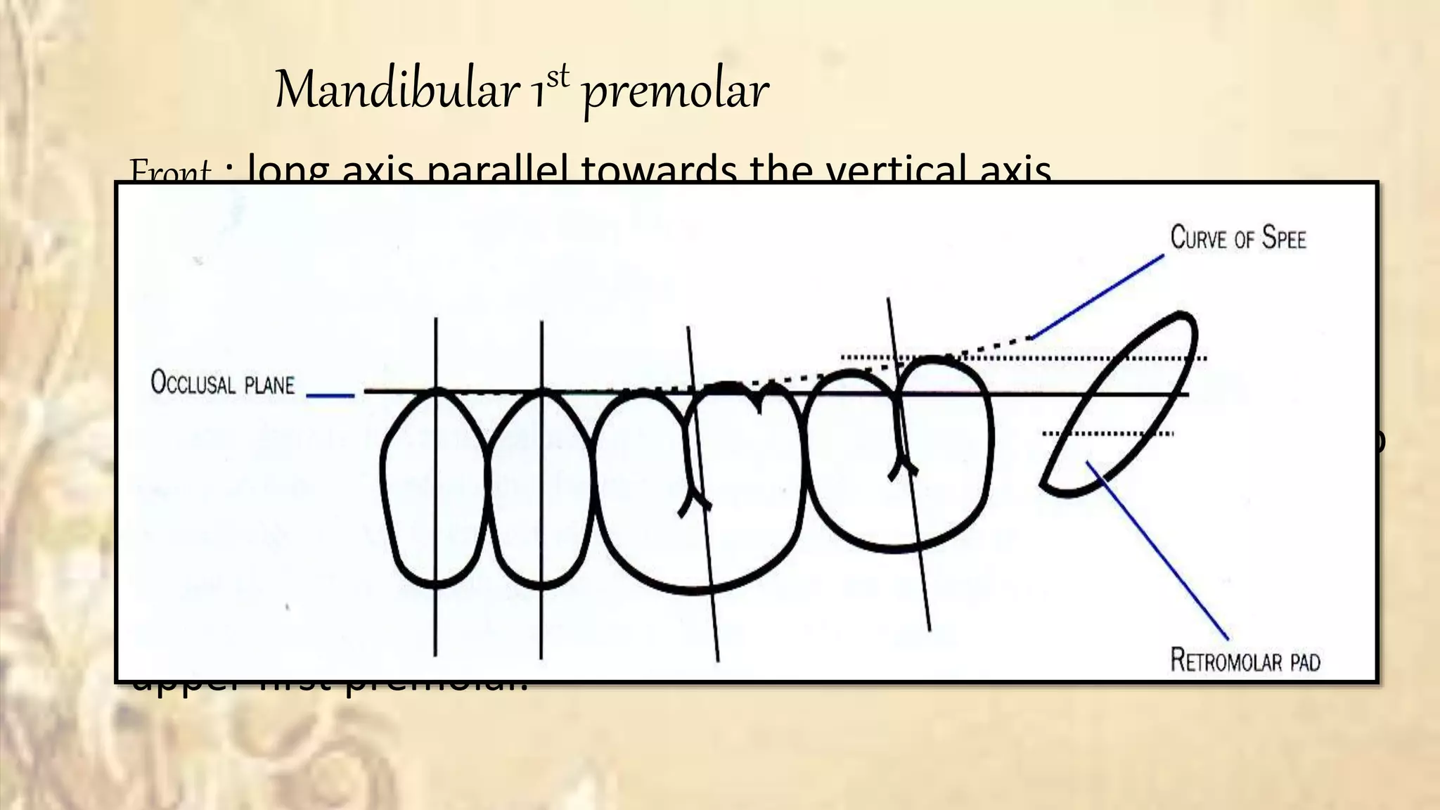 Principles of teeth arrangement and compensatory curves | PPTX