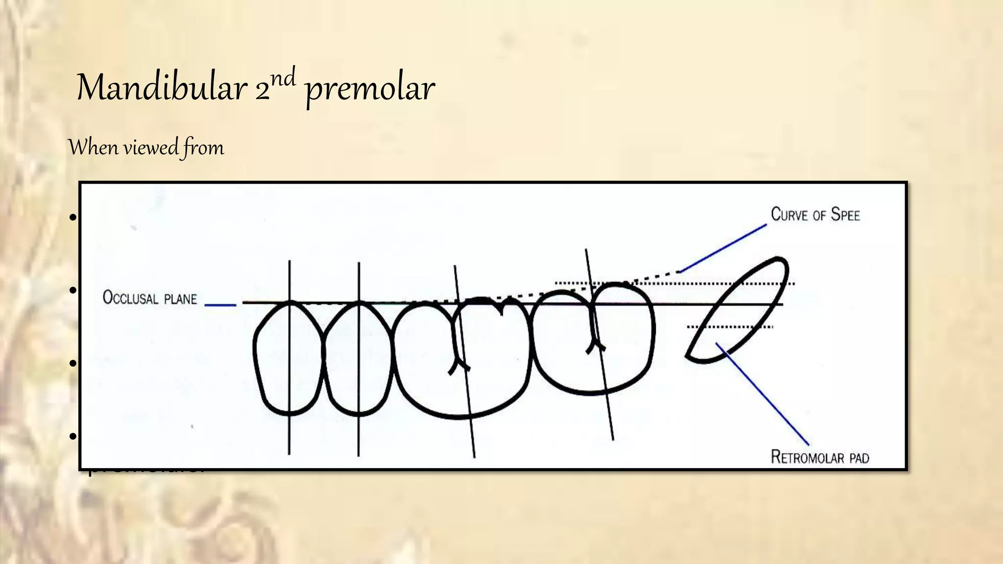 Principles of teeth arrangement and compensatory curves | PPTX