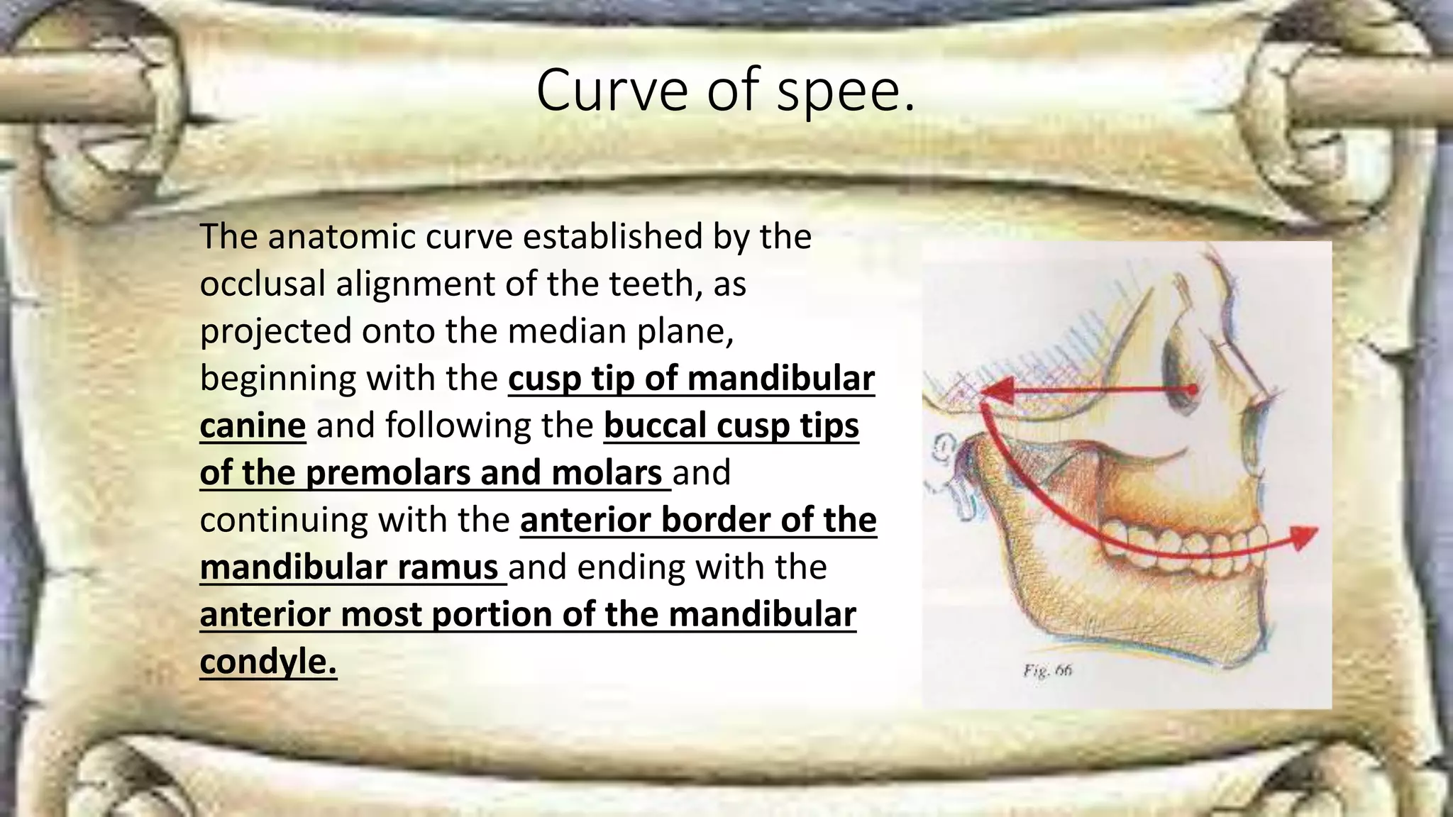 Principles of teeth arrangement and compensatory curves | PPTX