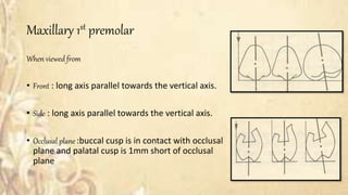 Principles of teeth arrangement and compensatory curves | PPTX