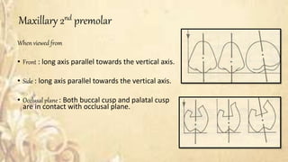 Principles of teeth arrangement and compensatory curves | PPTX