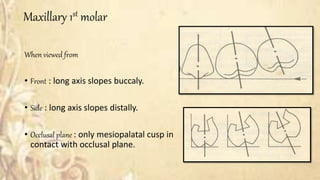 Principles of teeth arrangement and compensatory curves | PPTX