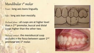 Principles of teeth arrangement and compensatory curves | PPTX