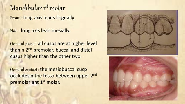 Principles of teeth arrangement and compensatory curves | PPTX