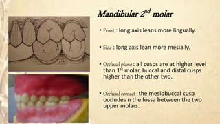 Principles of teeth arrangement and compensatory curves | PPTX