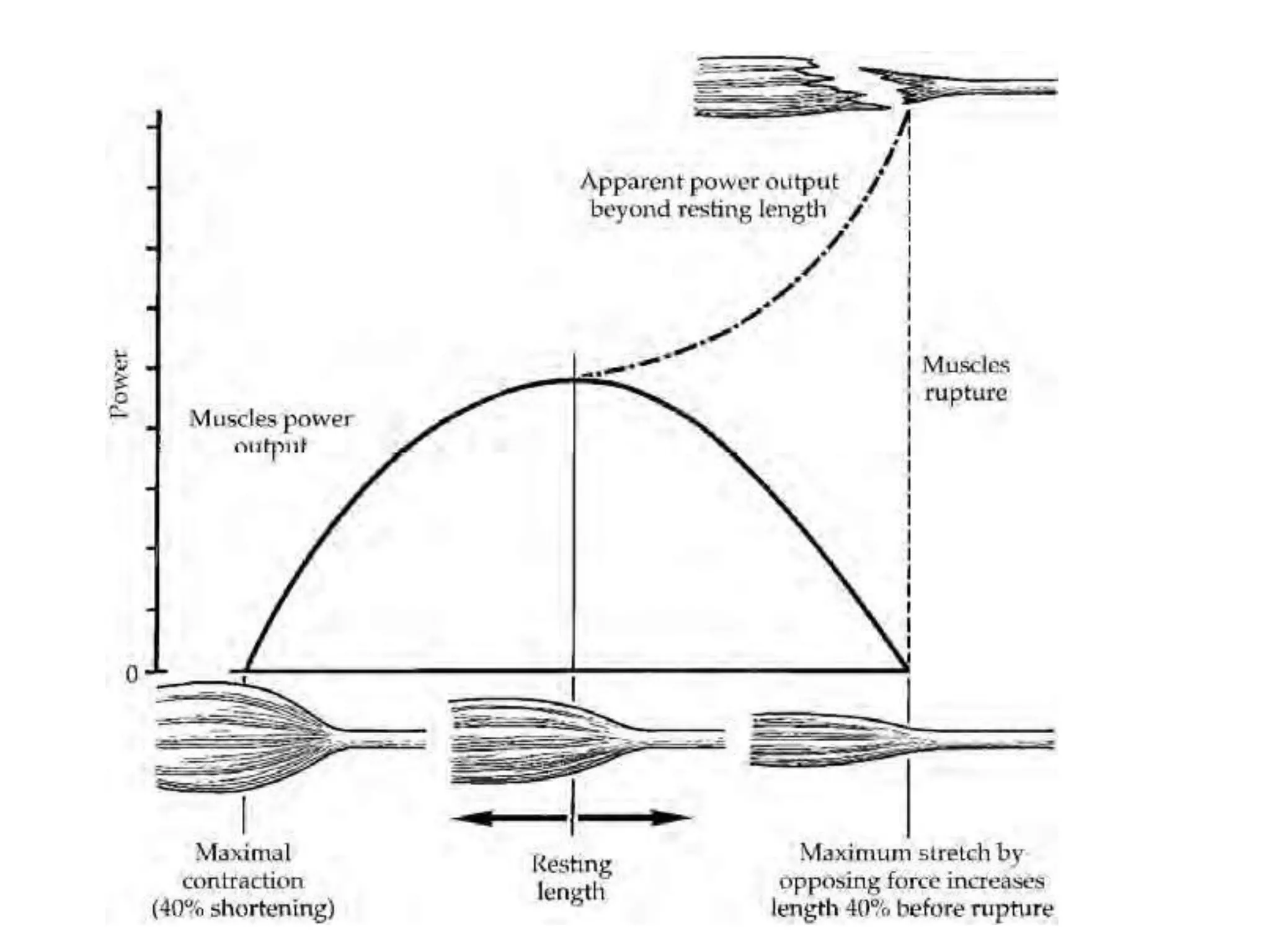 Principles of tendon transfer | PPTX