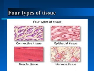 Principles of tissue diagnosis | PPT