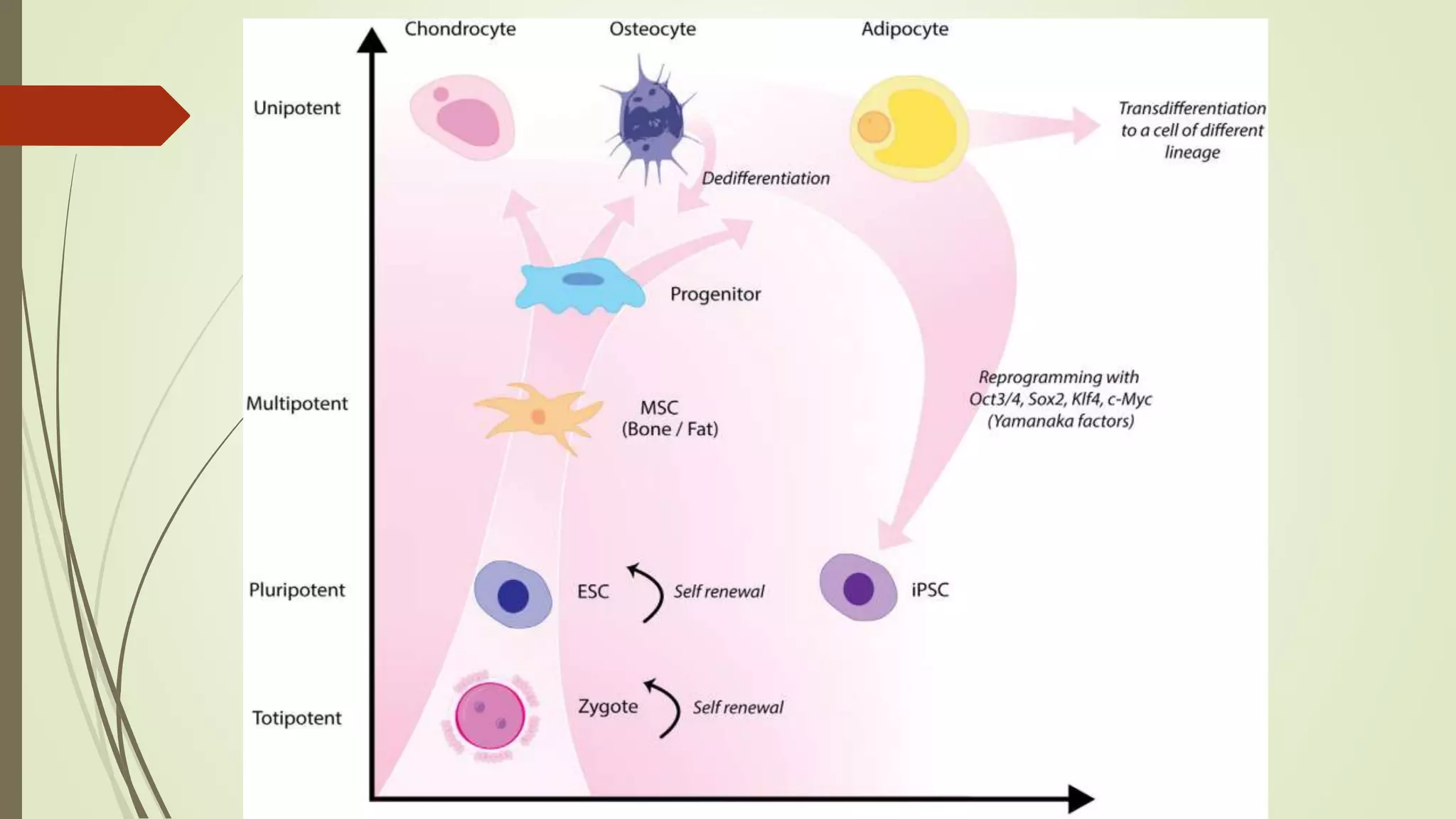 Principles of tissue engineering | PPTX