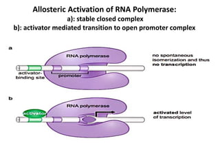Principles_of_Transcriptional_Regulation.pdf