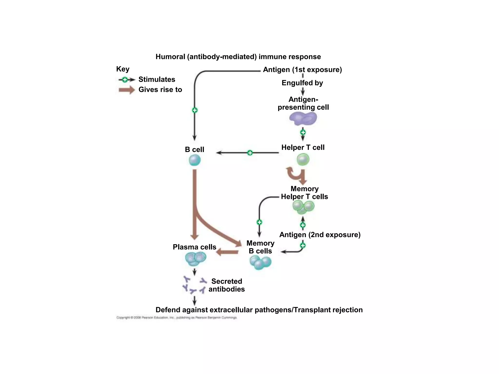 Principles of transplantation by DJ | PPTX