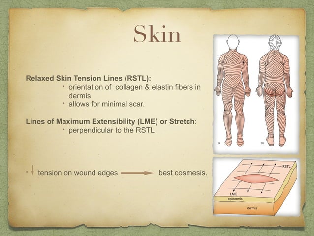 Principles of urethral reconstructive surgery | PDF | Skin and ...