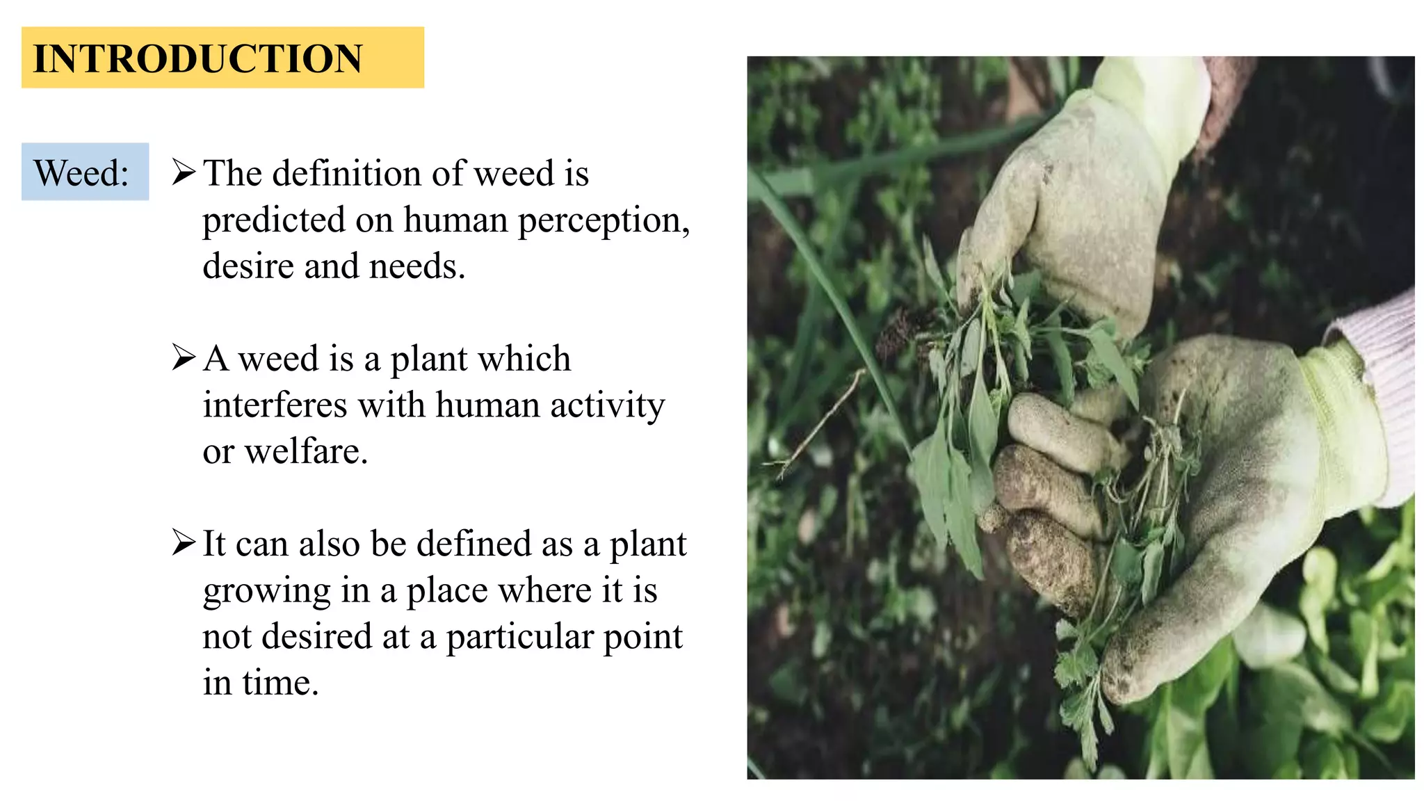 Principles of weed management.pptx