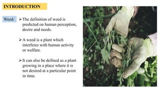 Principles of weed management.pptx
