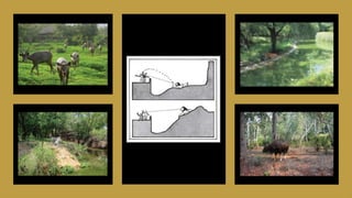 Principles_of_Zoo_Hygiene. Management of zoo | PPT