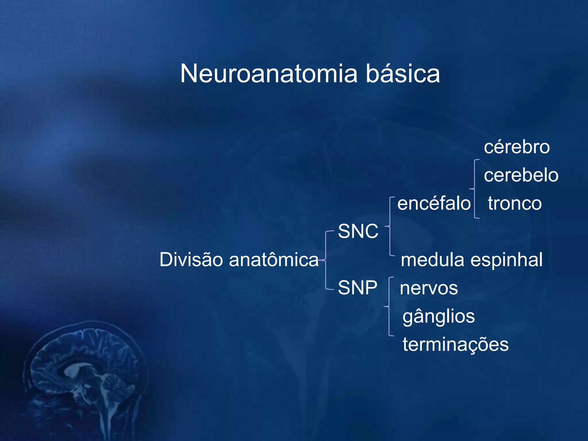 Princípios de neuroanatomia | PPTX