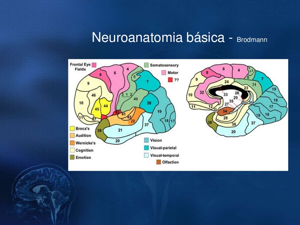 Princípios De Neuroanatomia