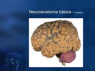 Princípios de neuroanatomia | PPTX