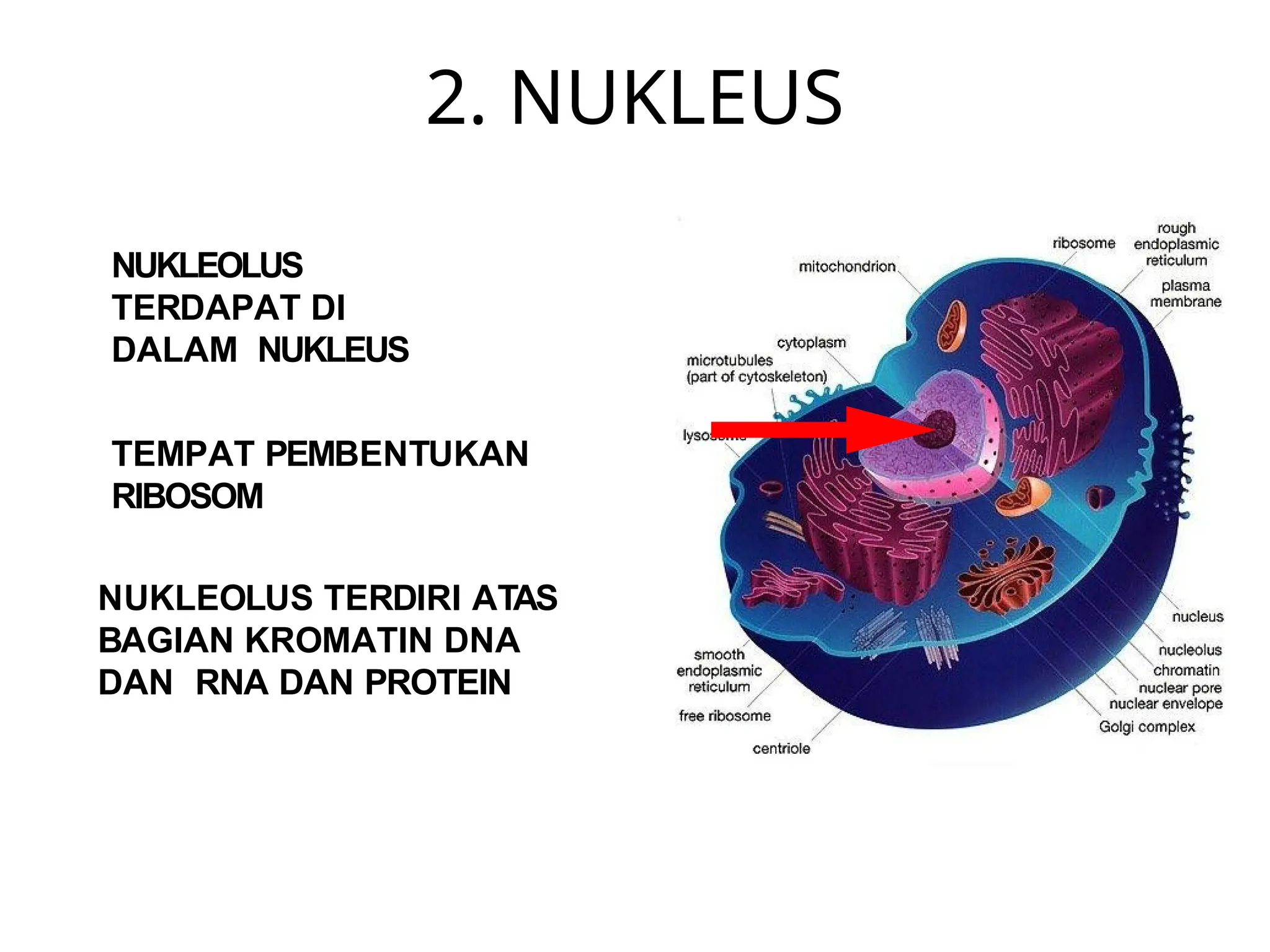 Prinsip Dasar Struktur dan Fungsi Sel.pptx