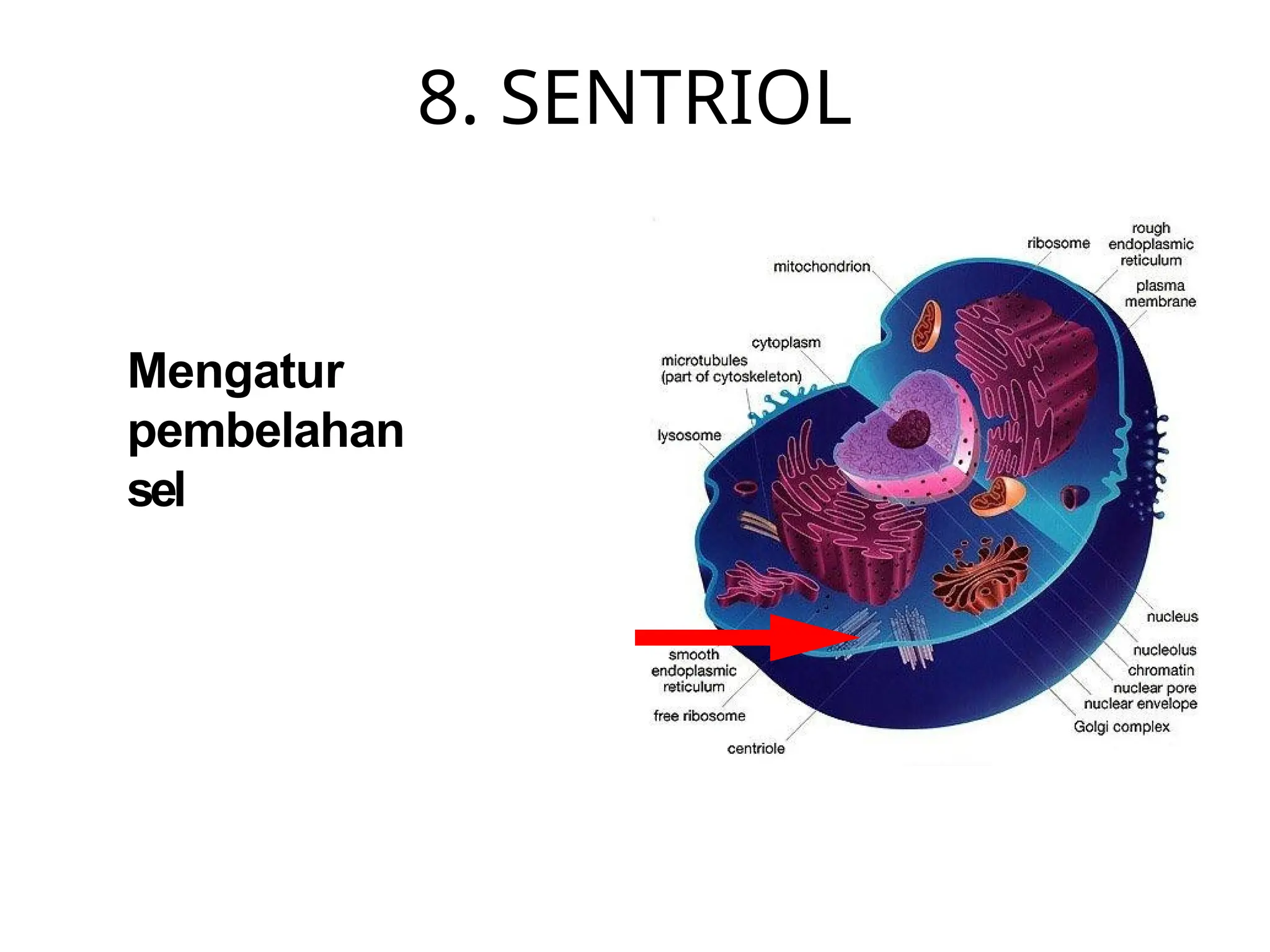 Prinsip Dasar Struktur dan Fungsi Sel.pptx