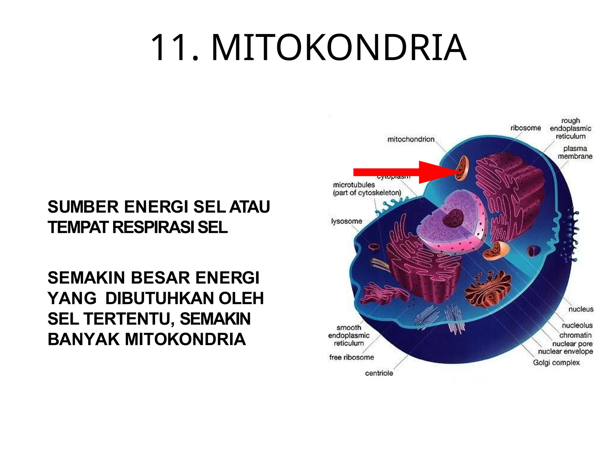 Prinsip Dasar Struktur dan Fungsi Sel.pptx