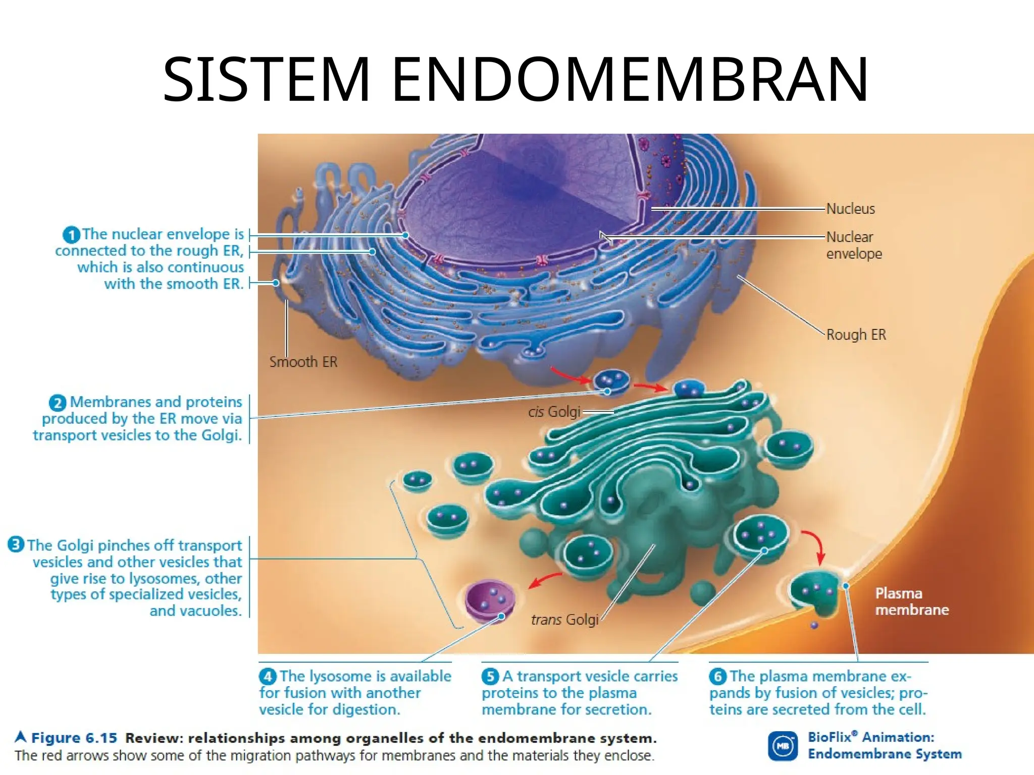 Prinsip Dasar Struktur dan Fungsi Sel.pptx