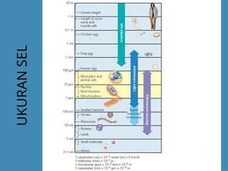 Prinsip Dasar Struktur dan Fungsi Sel.pptx