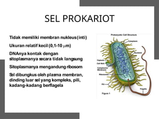 Prinsip Dasar Struktur dan Fungsi Sel.pptx