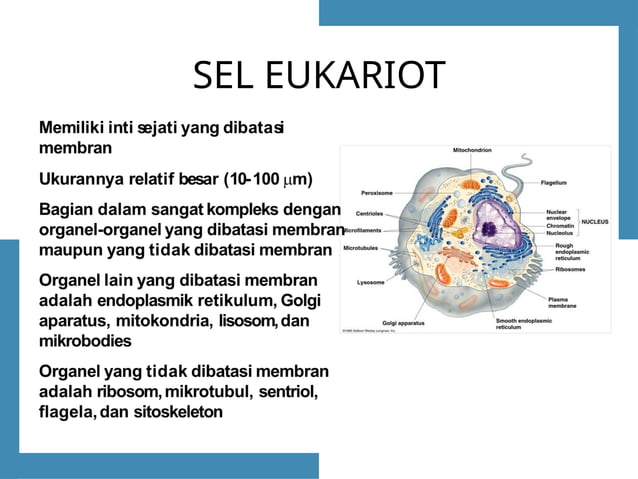 Prinsip Dasar Struktur dan Fungsi Sel.pptx