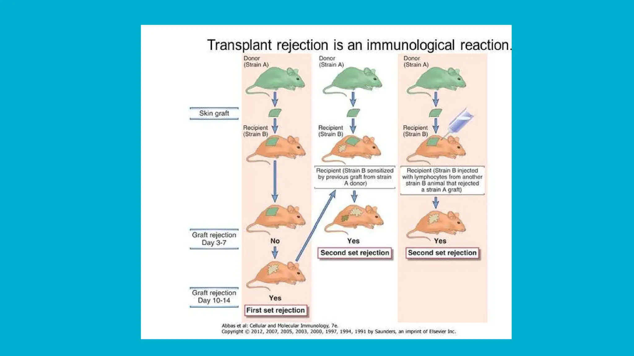 Prinsip Imunologi Transplantasi (Respon Imun terhadap Allograft ...