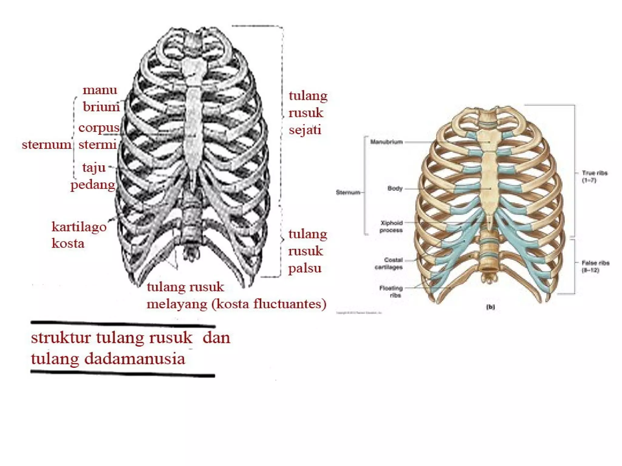 Sistem Rangka Manusia | PPT
