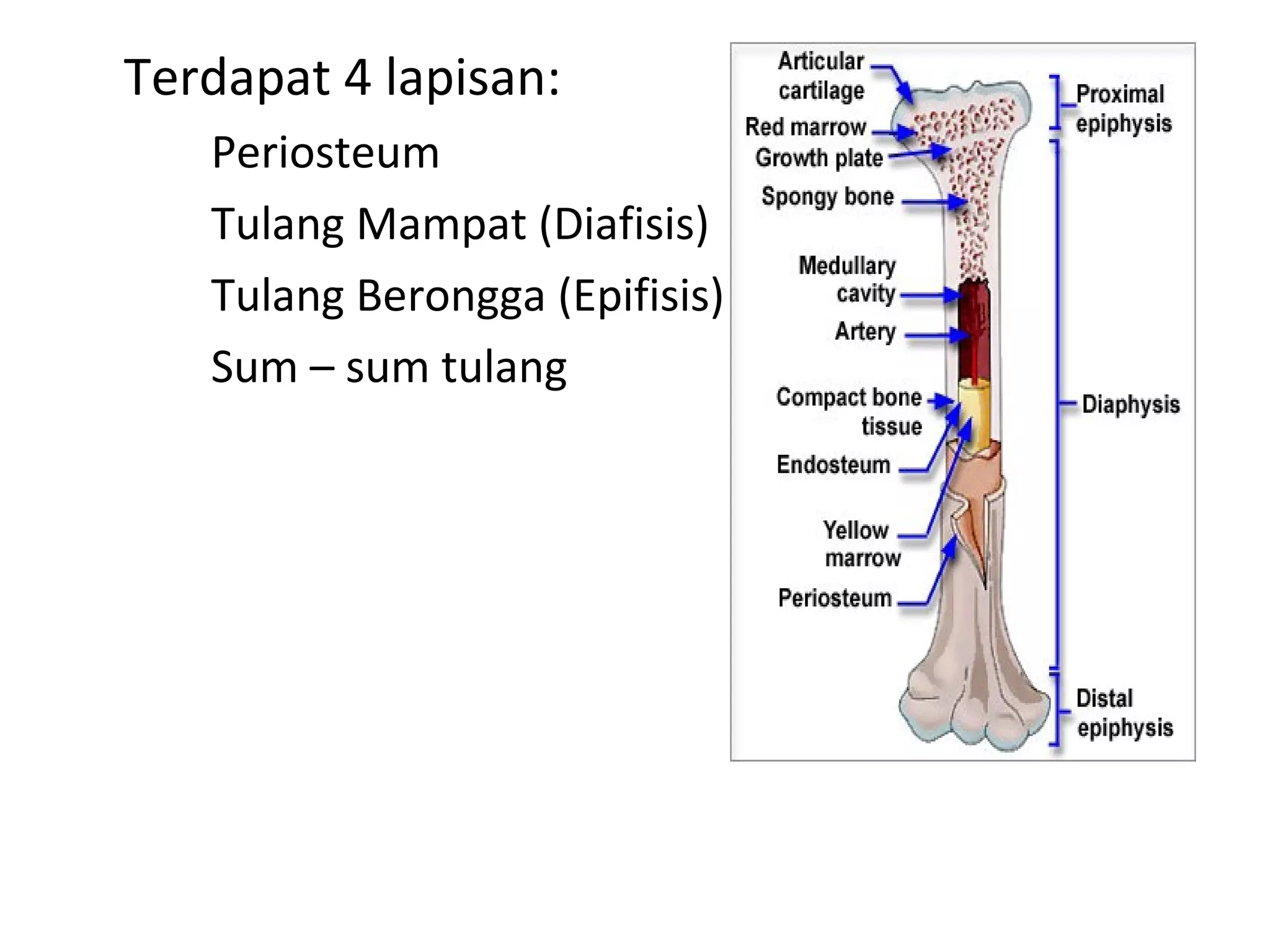 Sistem Rangka Manusia | PPT