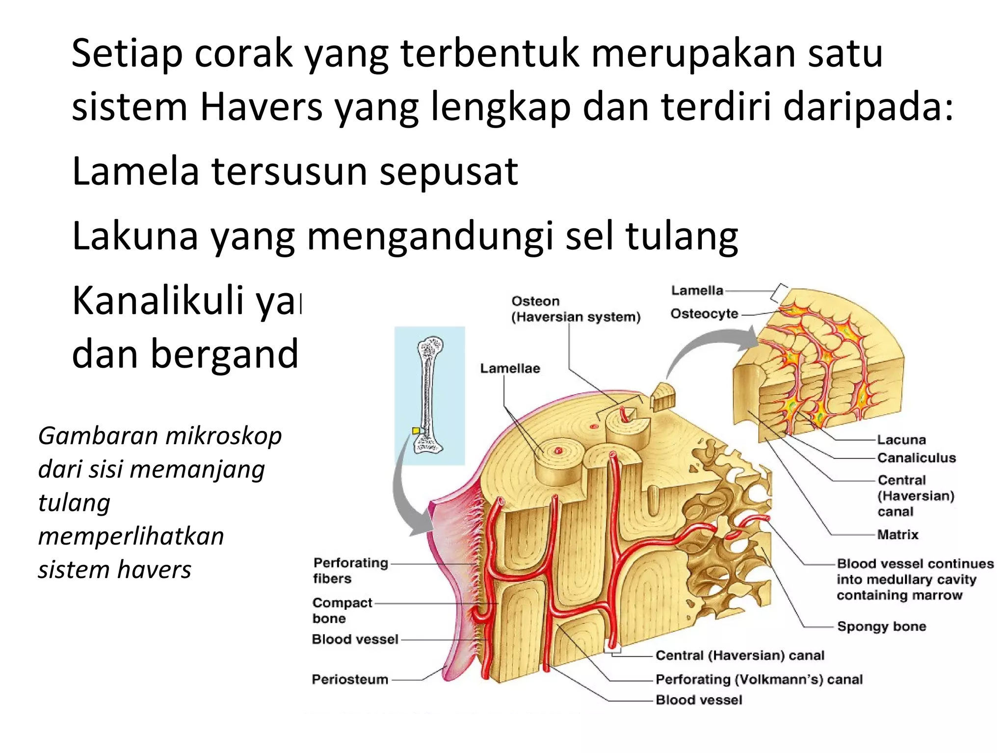Sistem Rangka Manusia | PPT