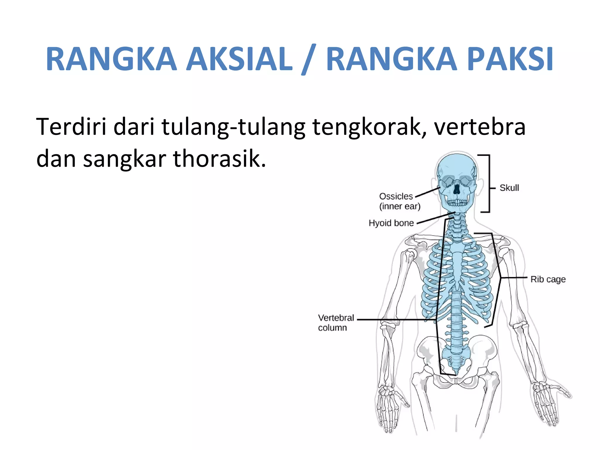 Sistem Rangka Manusia | PPT