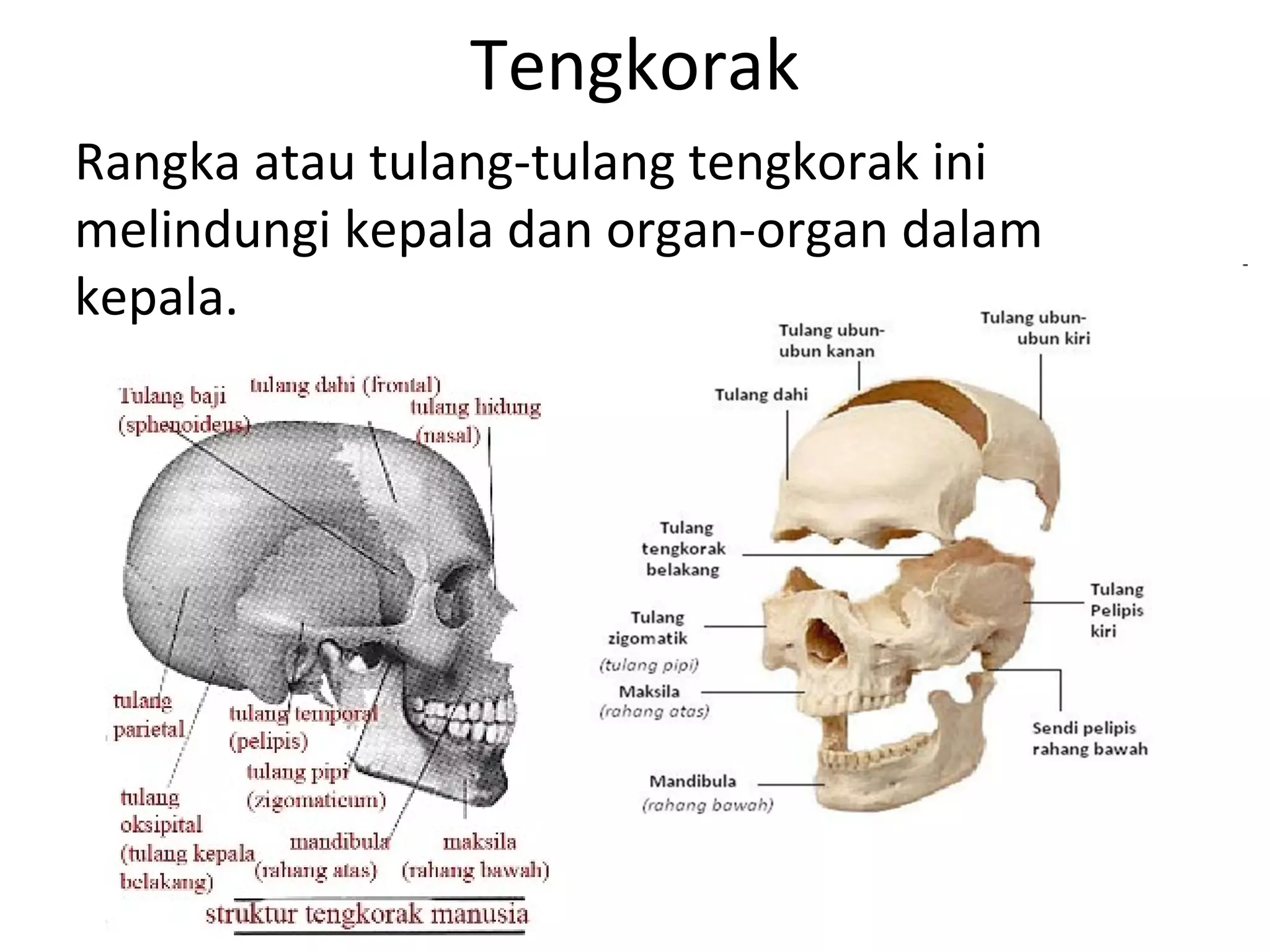 Sistem Rangka Manusia | PPT