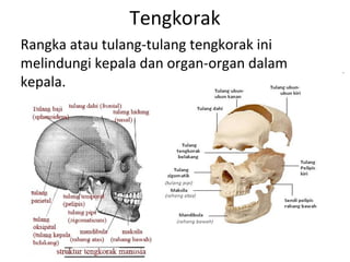 Sistem Rangka Manusia | PPT