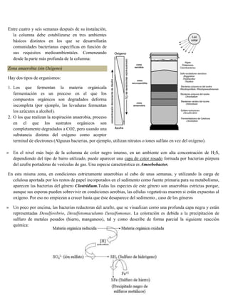 Columna de Winogradsky | DOCX