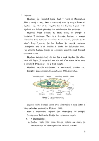 Print protozoa | PDF