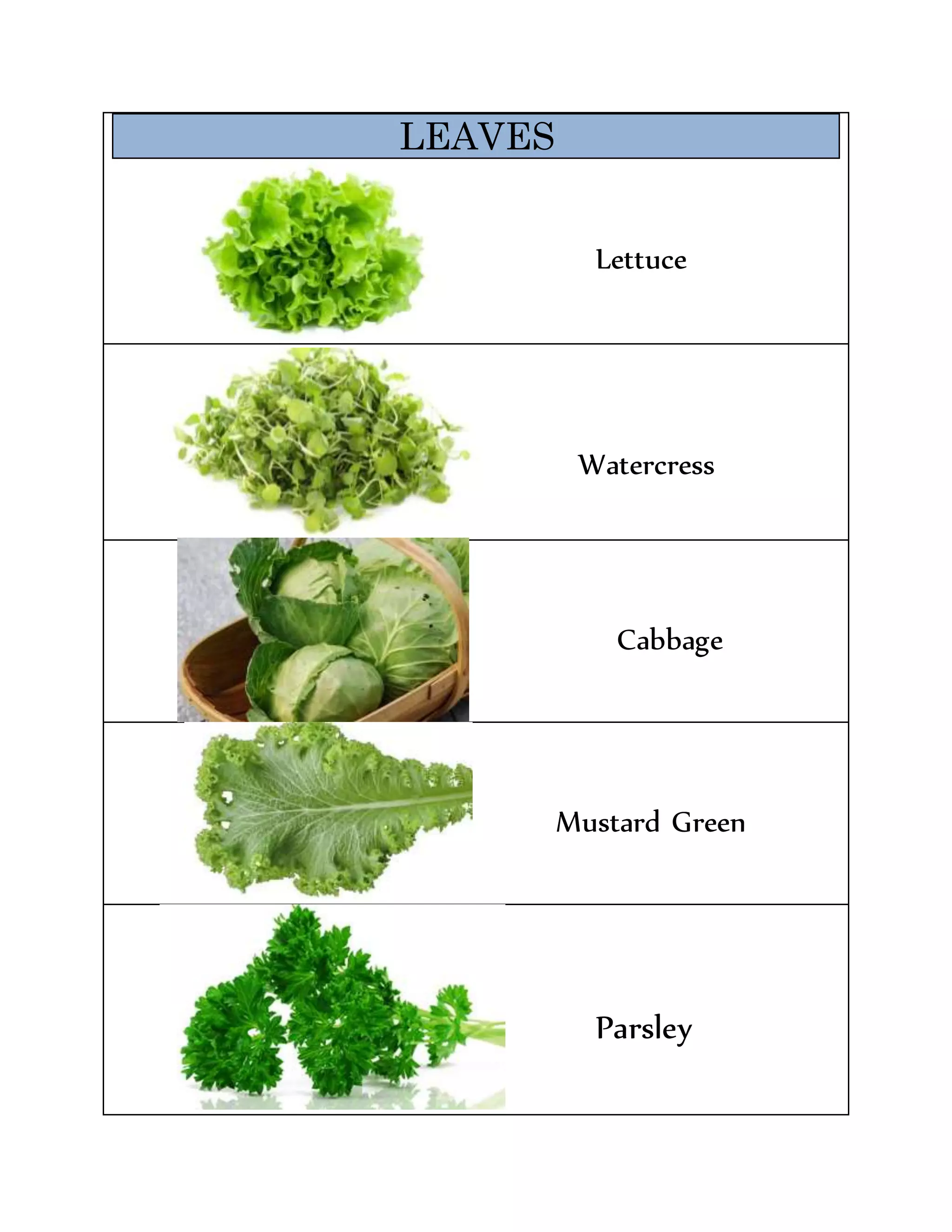 CLASSIFICATION OF VEGETABLES | DOCX
