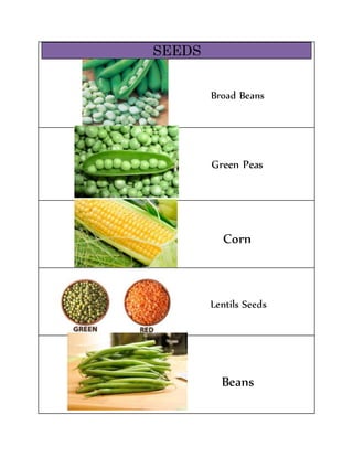 Seed Vegetables Examples