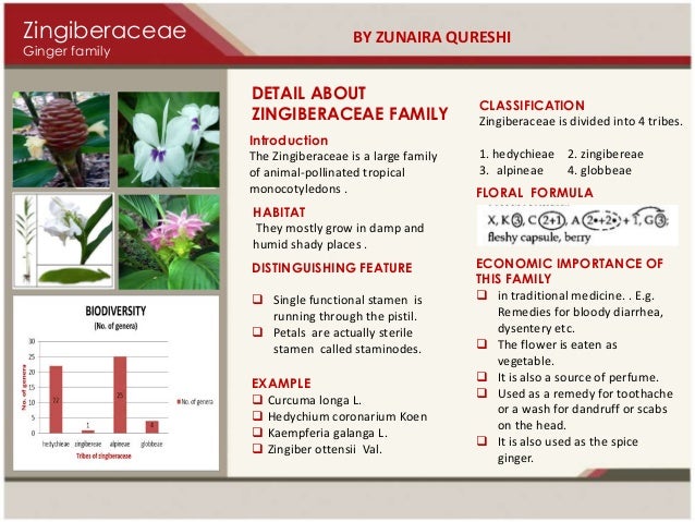 Zingiberaceae Family