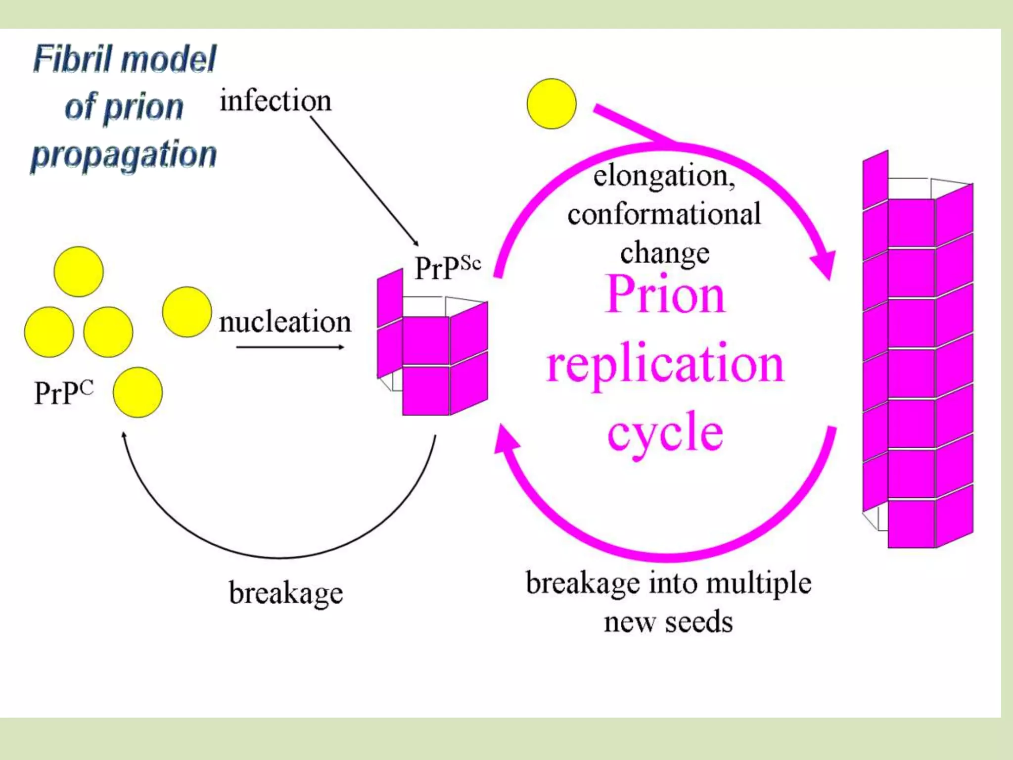 Prion : PATHOGENTIC TYPES OF MISFOLD PROTEIN | PPT